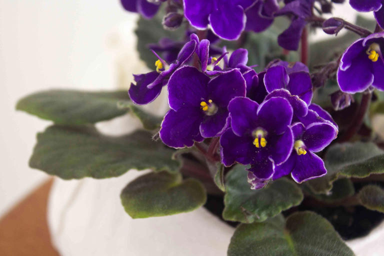 How to Grow and Care for African Violets