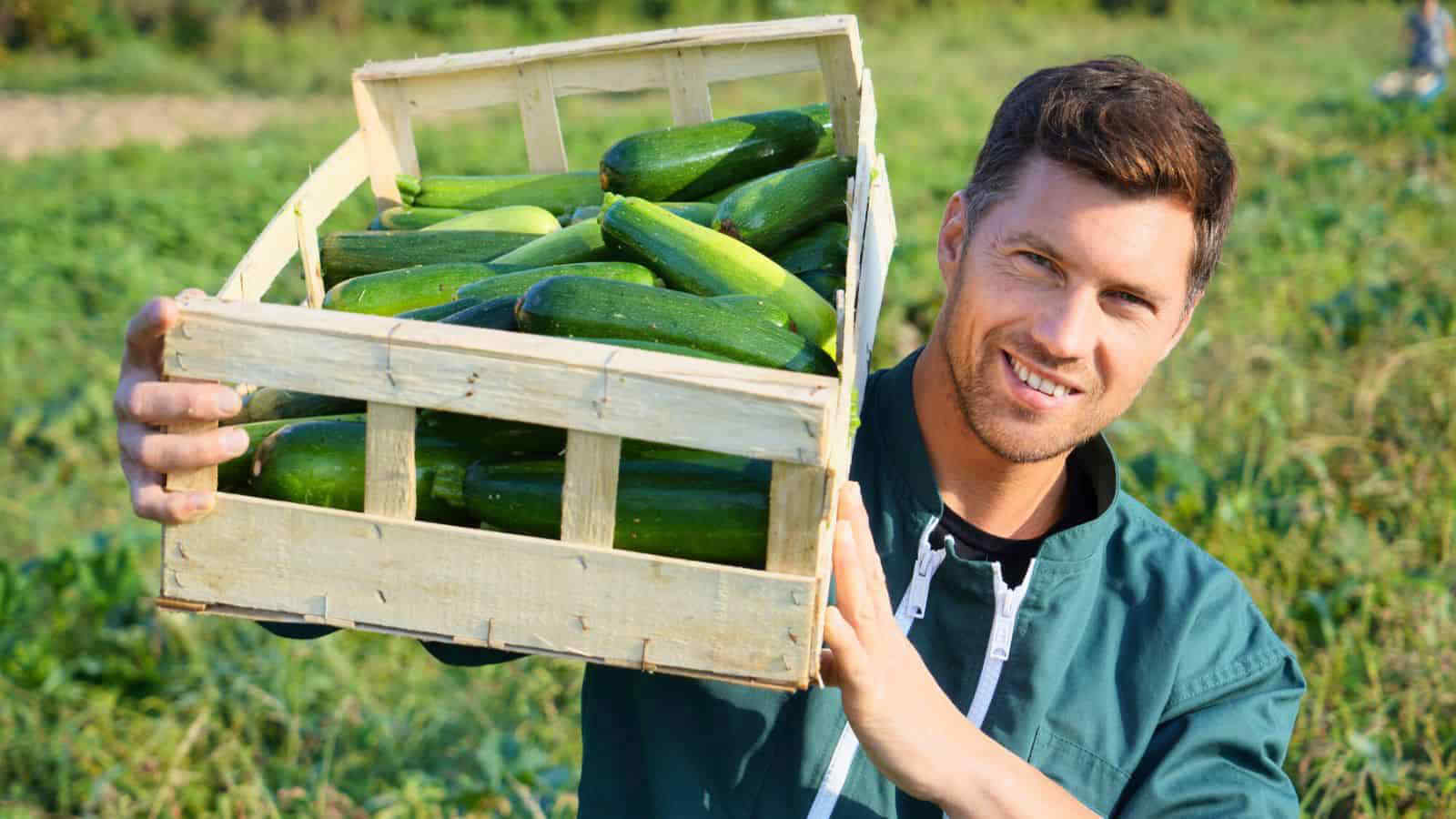 Too Much Zucchini? Here Are 7 Things You Can Do With Them Other Than Eating Too Much Zucchini? Here Are 7 Things You Can Do With Them Other Than Eating