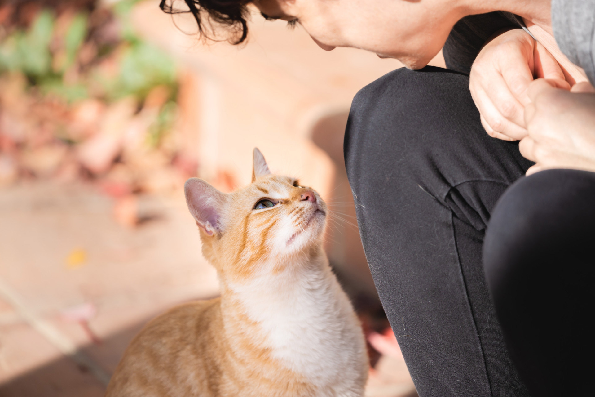 Votre compagnon à quatre pattes est-il une menace pour la nature Votre compagnon à quatre pattes est-il une menace pour la nature