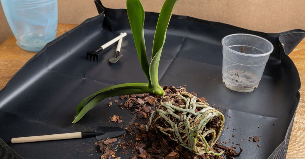 10 Gardening Tips For Growing Beautiful Blooming Anthurium