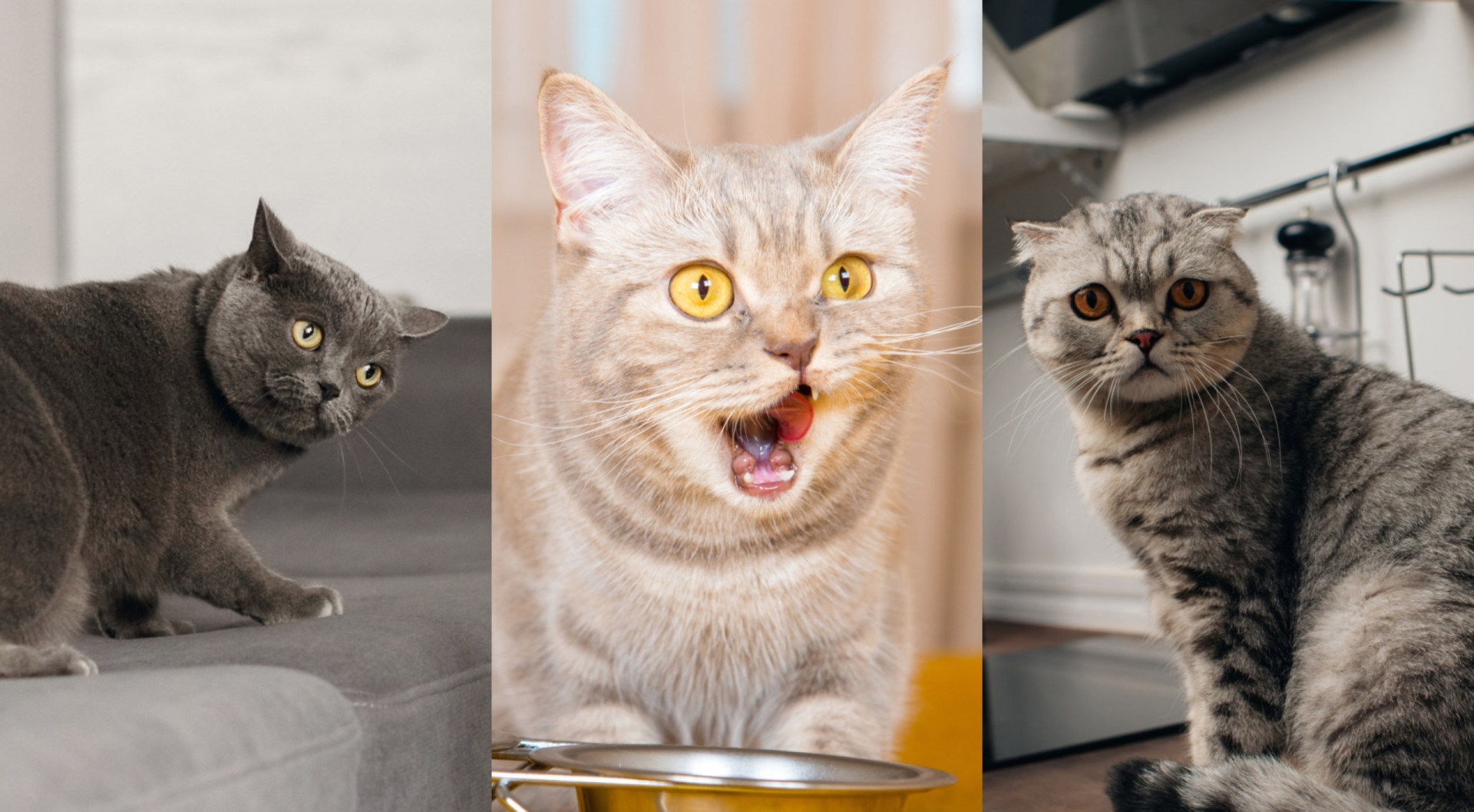 Ces choses que vous faites mais que votre chat déteste Ces choses que vous faites mais que votre chat déteste