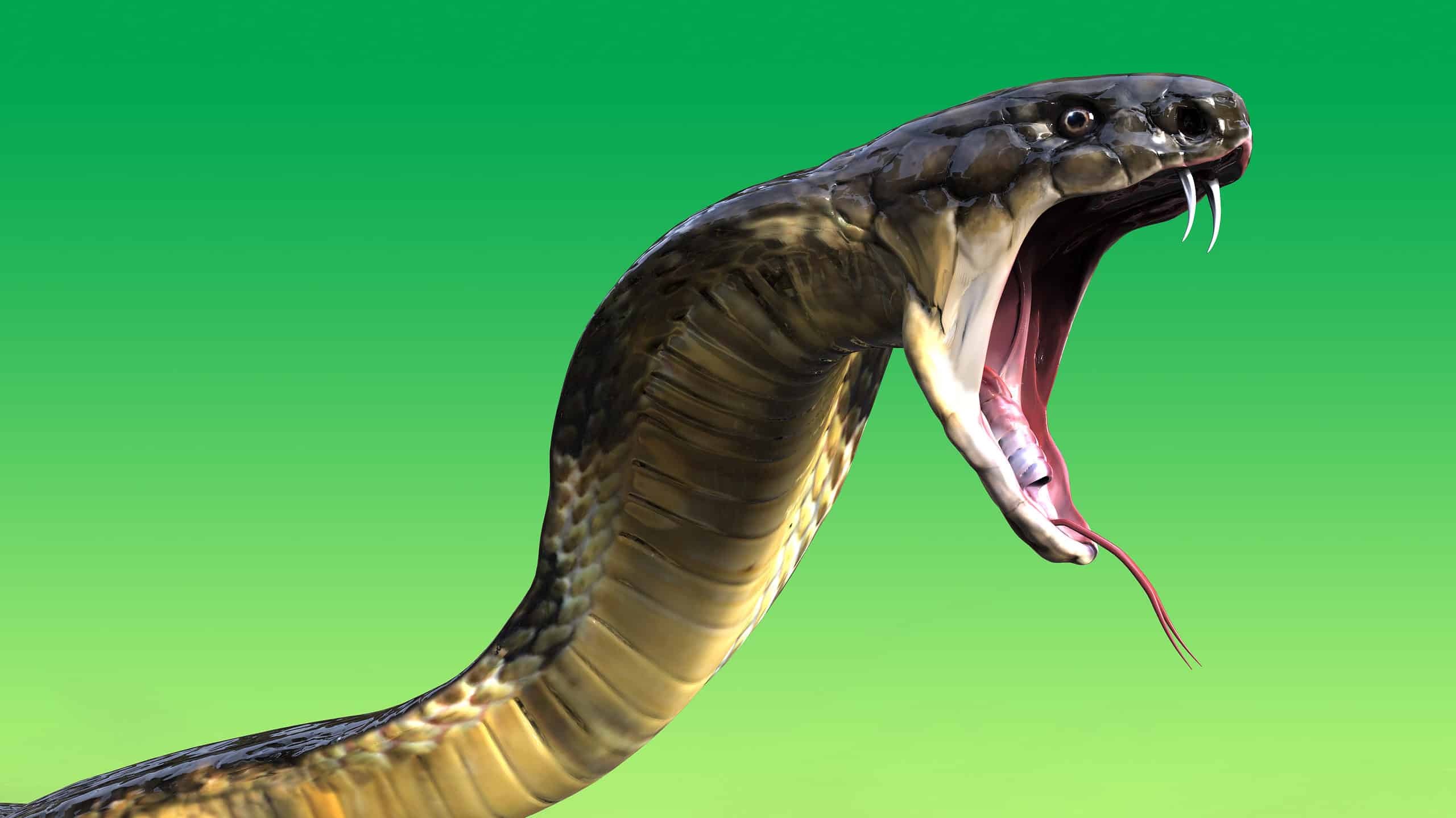 10 Snakes With the Most Potent Venom on Earth