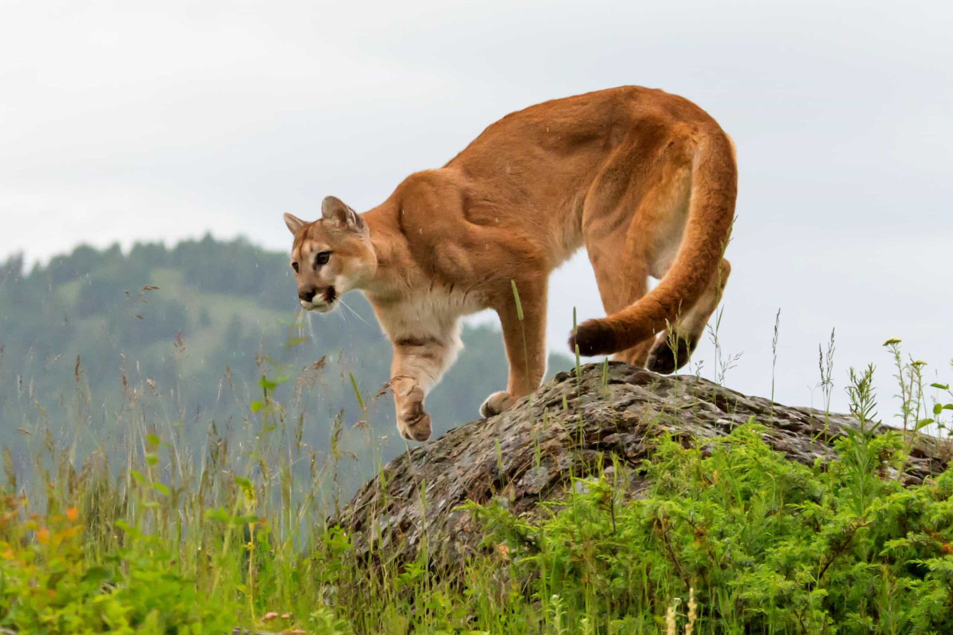 From fast to fierce: fascinating facts about wild cats