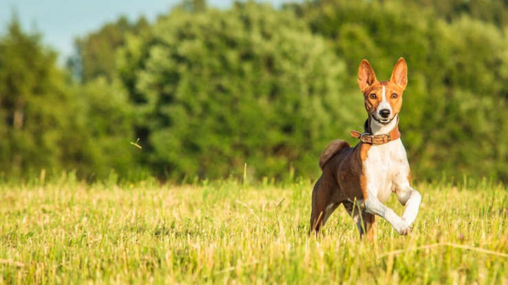 12 Most Mysterious Dog Breeds 12 Most Mysterious Dog Breeds