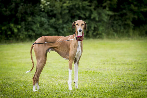 12 Most Mysterious Dog Breeds 12 Most Mysterious Dog Breeds