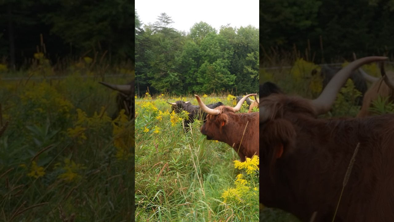 The Real Cost of Eating Meat: A Homestead Wake-Up Call