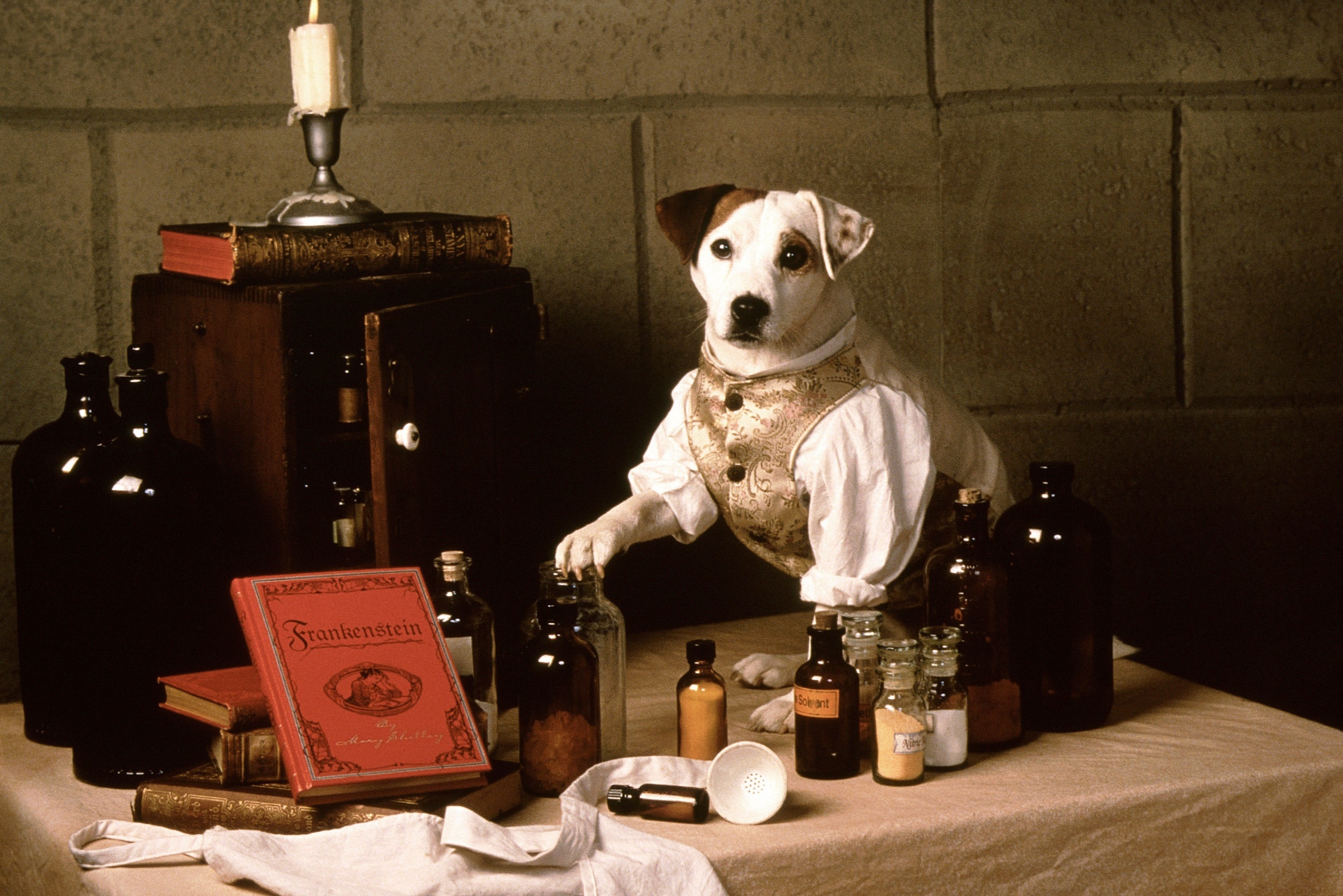 The 24 most beloved pop culture pets