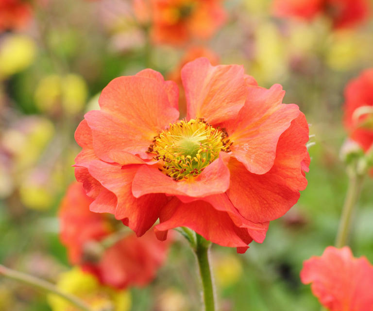 How to grow geums like the professionals do – for a tangerine perennial ...