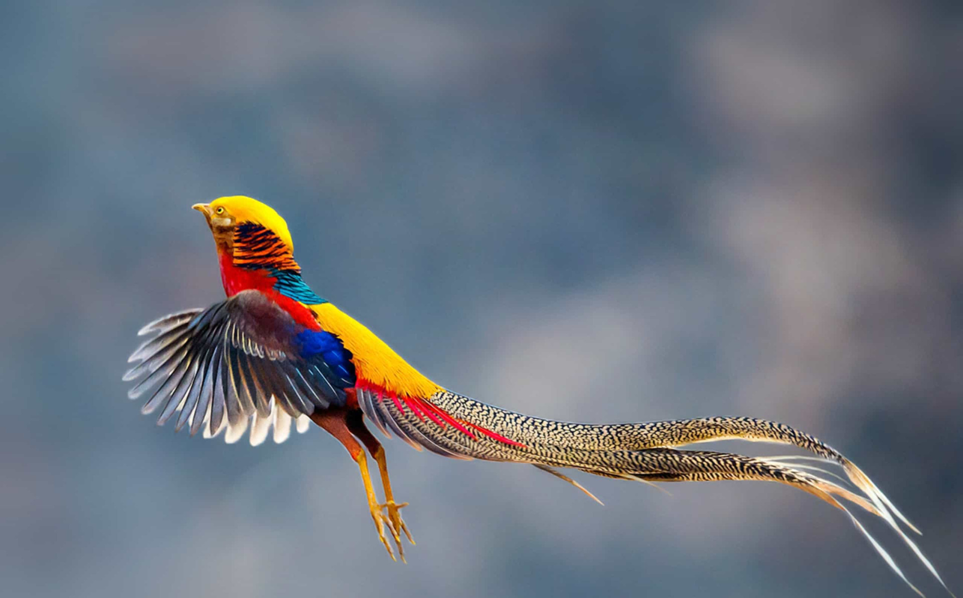 Flights of fancy: The most colorful and exotic birds on the planet