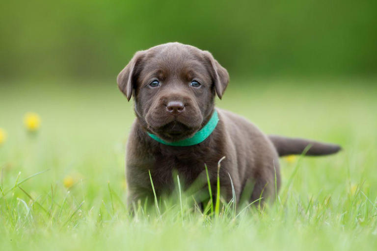 Labrador Retriever Facts 2025: 10 fascinating things you need to know ...