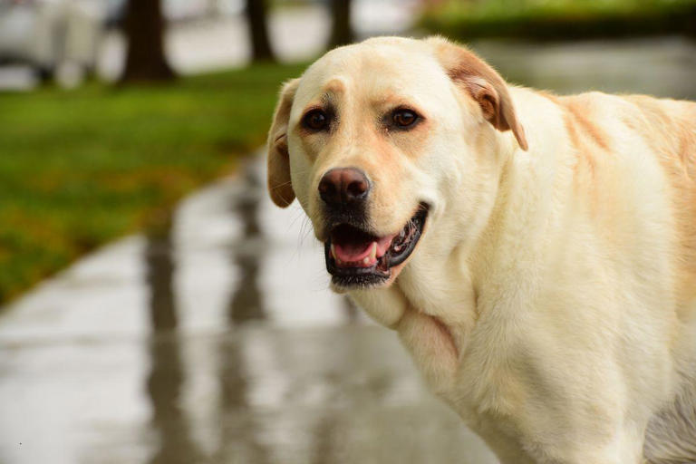 Labrador Retriever Trivia 2025: Here are 10 intestesting things you ...