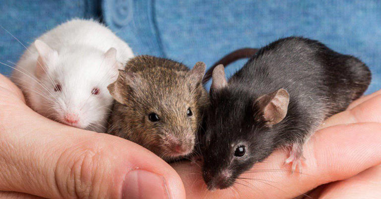 Pet Mice: 9 Things You Need to Know