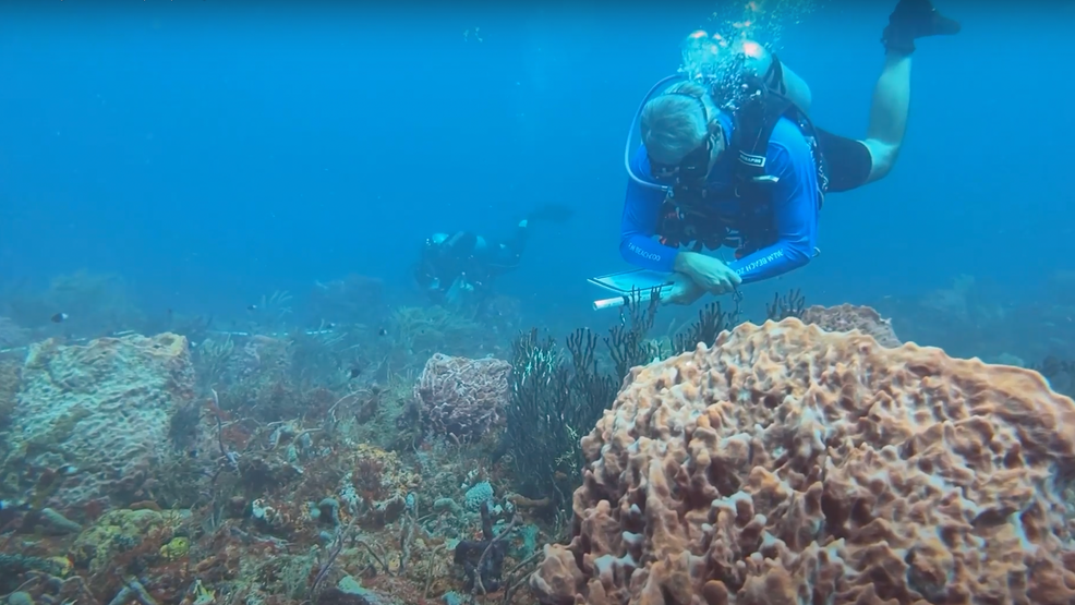 Reef Relief: Local marine researchers kick off coral research season ...