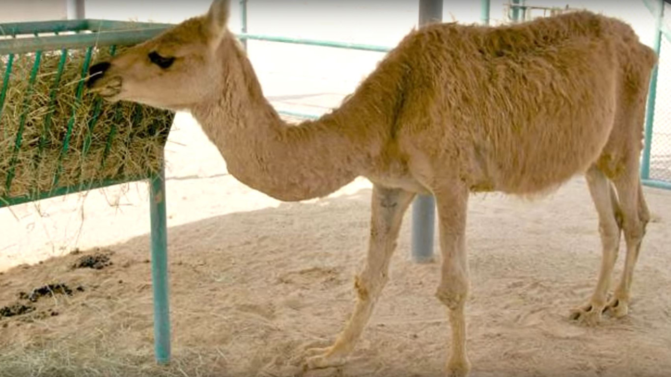 Die ungewöhnlichsten Tierkreuzungen: Zesel, Wolphin und Liger