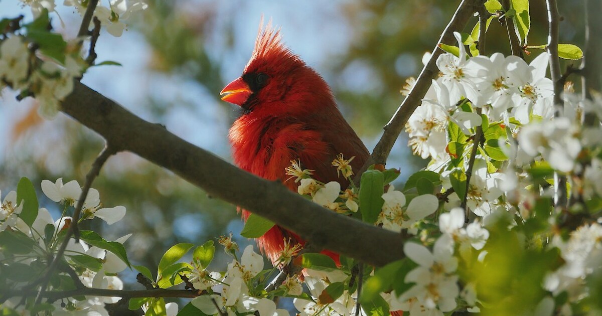 How To Attract Wild Birds To Your Yard (And Keep Them There)