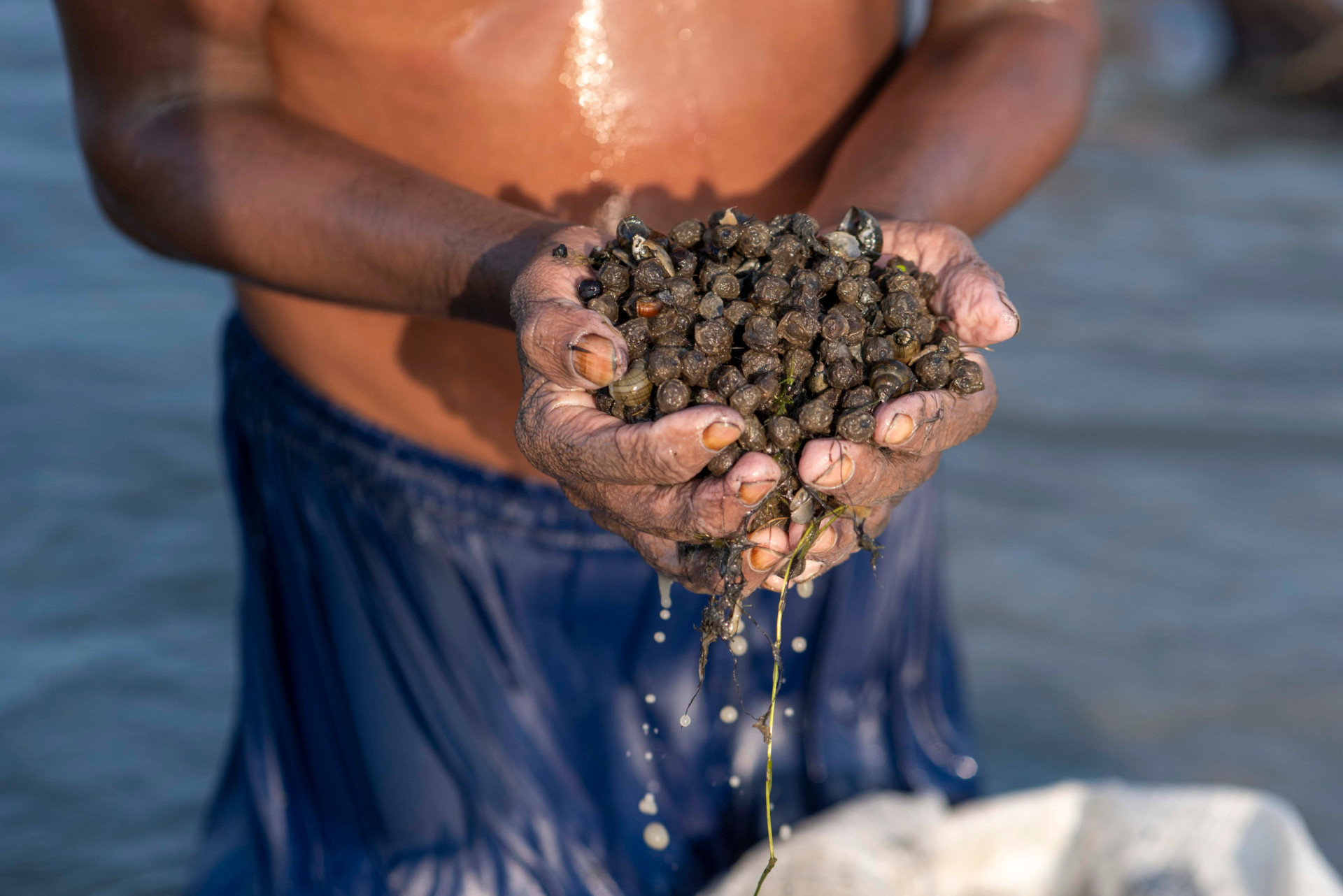 Makhana: The superfood taking over fields in northern India