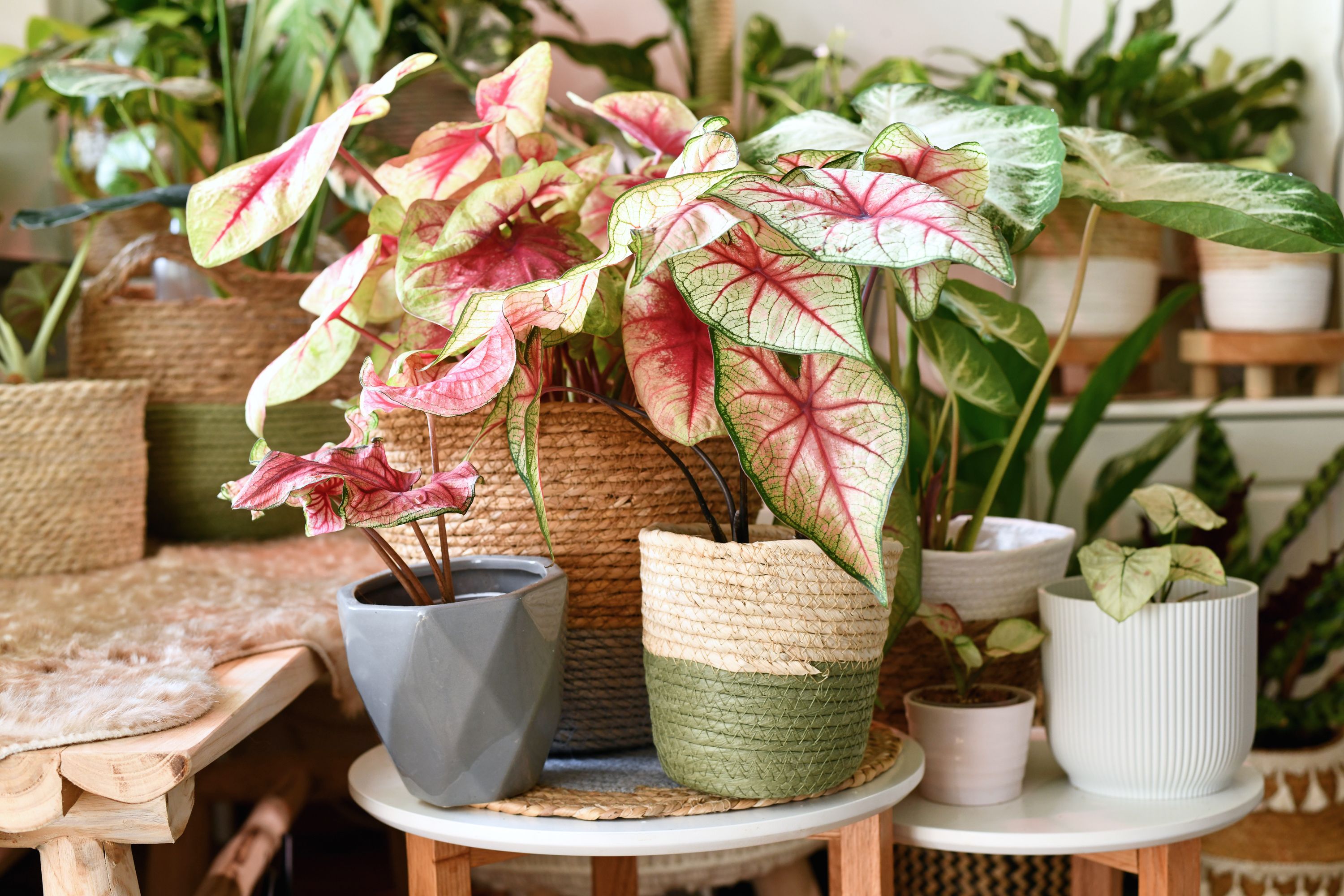 20 Gorgeous Tropical Houseplants That Actually Thrive Indoors