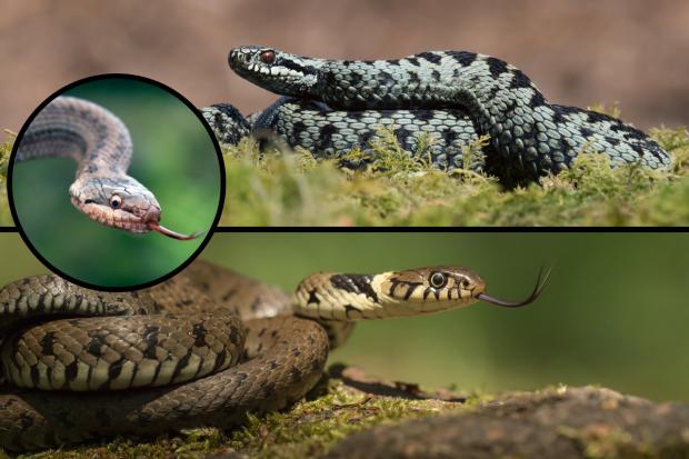 How to tell the difference between adders, grass snakes and smooth snakes?
