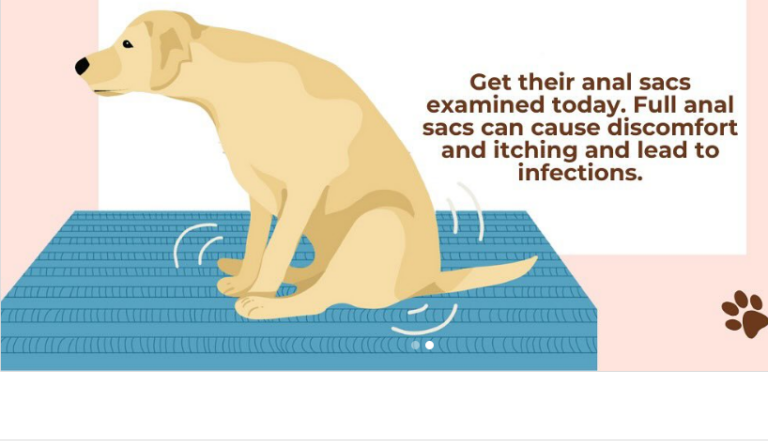 Why Your Dog Is Dragging Their Bum on the Floor, According to Experts