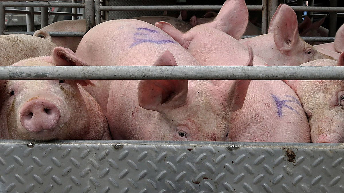 Quezon City checkpoint stops entry of ASF-infected hogs Quezon City checkpoint stops entry of ASF-infected hogs