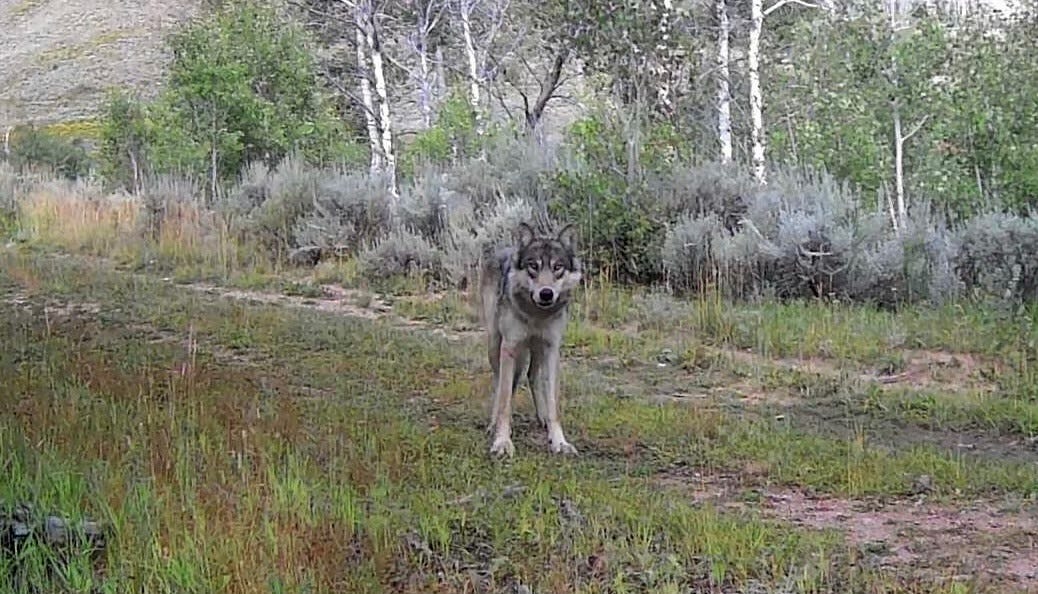Did Copper Creek wolves kill more livestock? Ranchers, wildlife ...