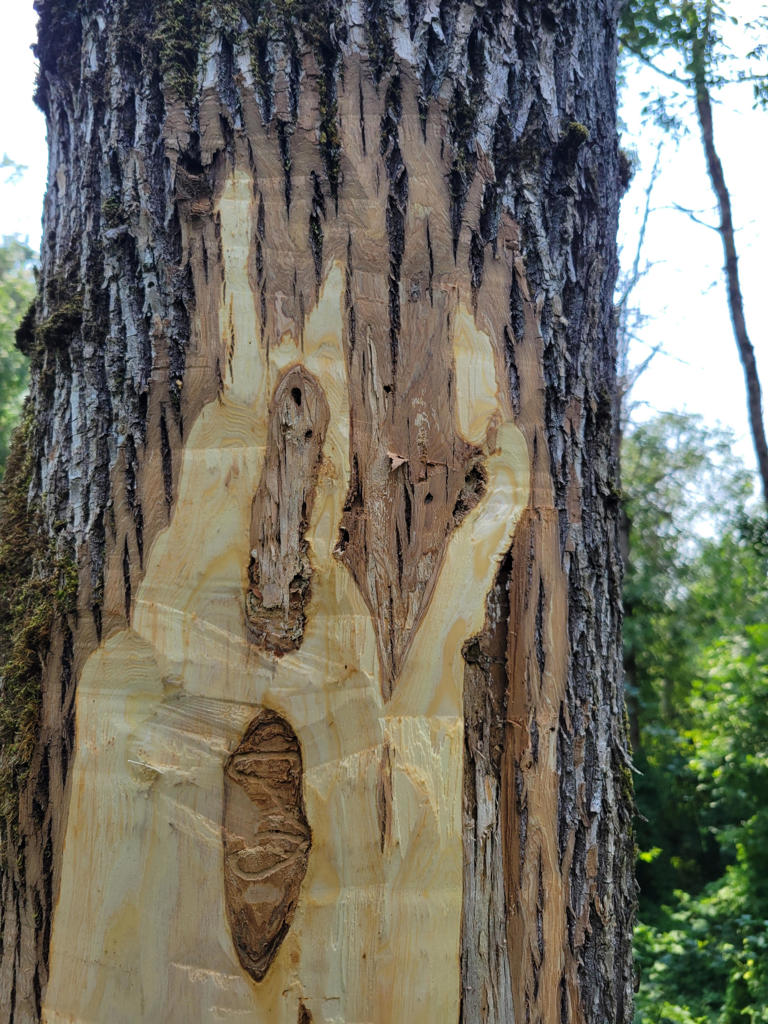 What's that chomping on trees? It could be an emerald ash borer: How to ...