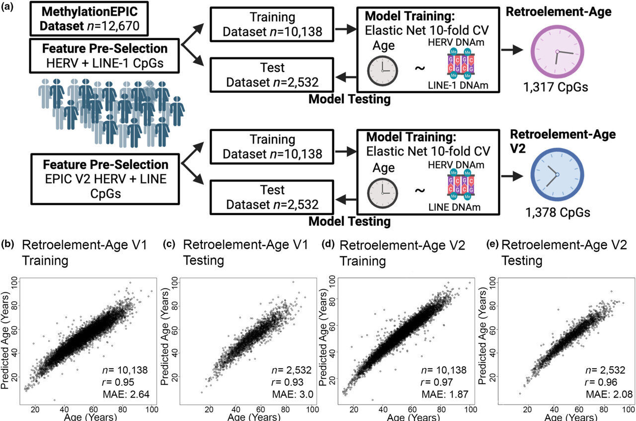 Study finds potential link between DNA markers and aging process Study finds potential link between DNA markers and aging process