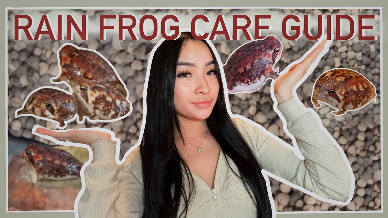 Everything You Need to Know About Caring for Rain Frogs