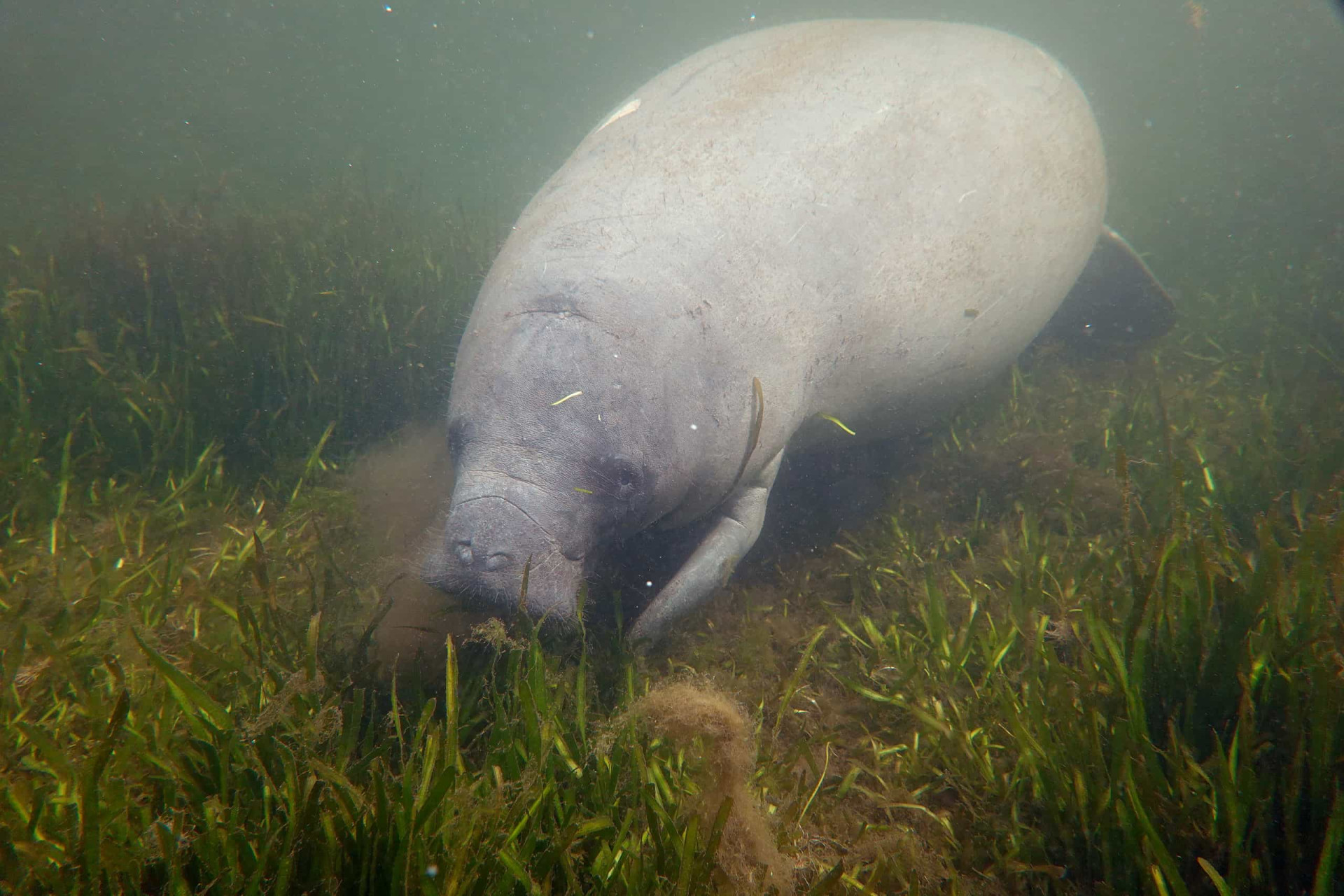 The astonishing world of the manatee