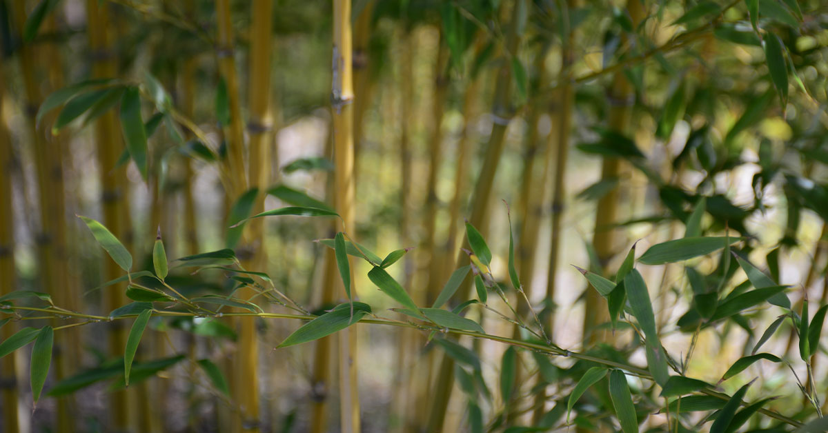 11 Must Know Gardening Tips Before Growing Your Own Bamboo