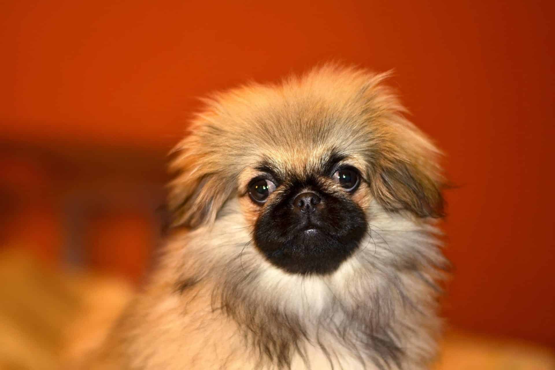 Nonstop Fun! 12 Energetic Dog Breeds You’ll Love