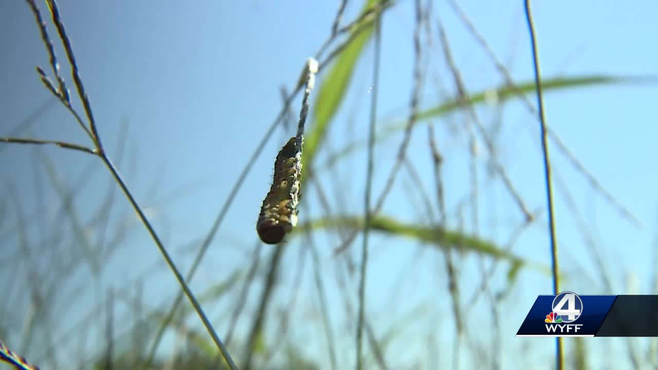 How weather plays a role in armyworm infestations in Greenville County ... How weather plays a role in armyworm infestations in Greenville County ...