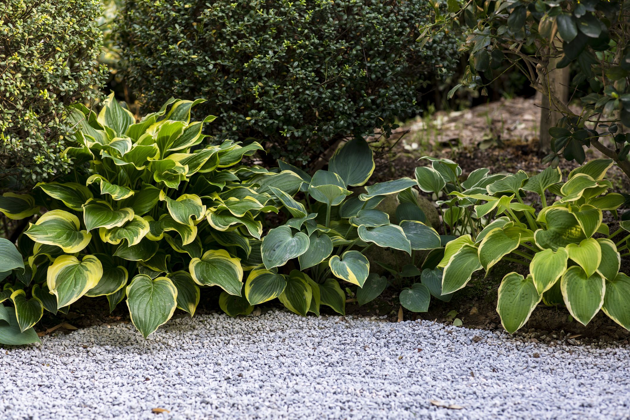 These Shade-Loving Plants Are Every Landscaper’s Secret to a Lush Garden