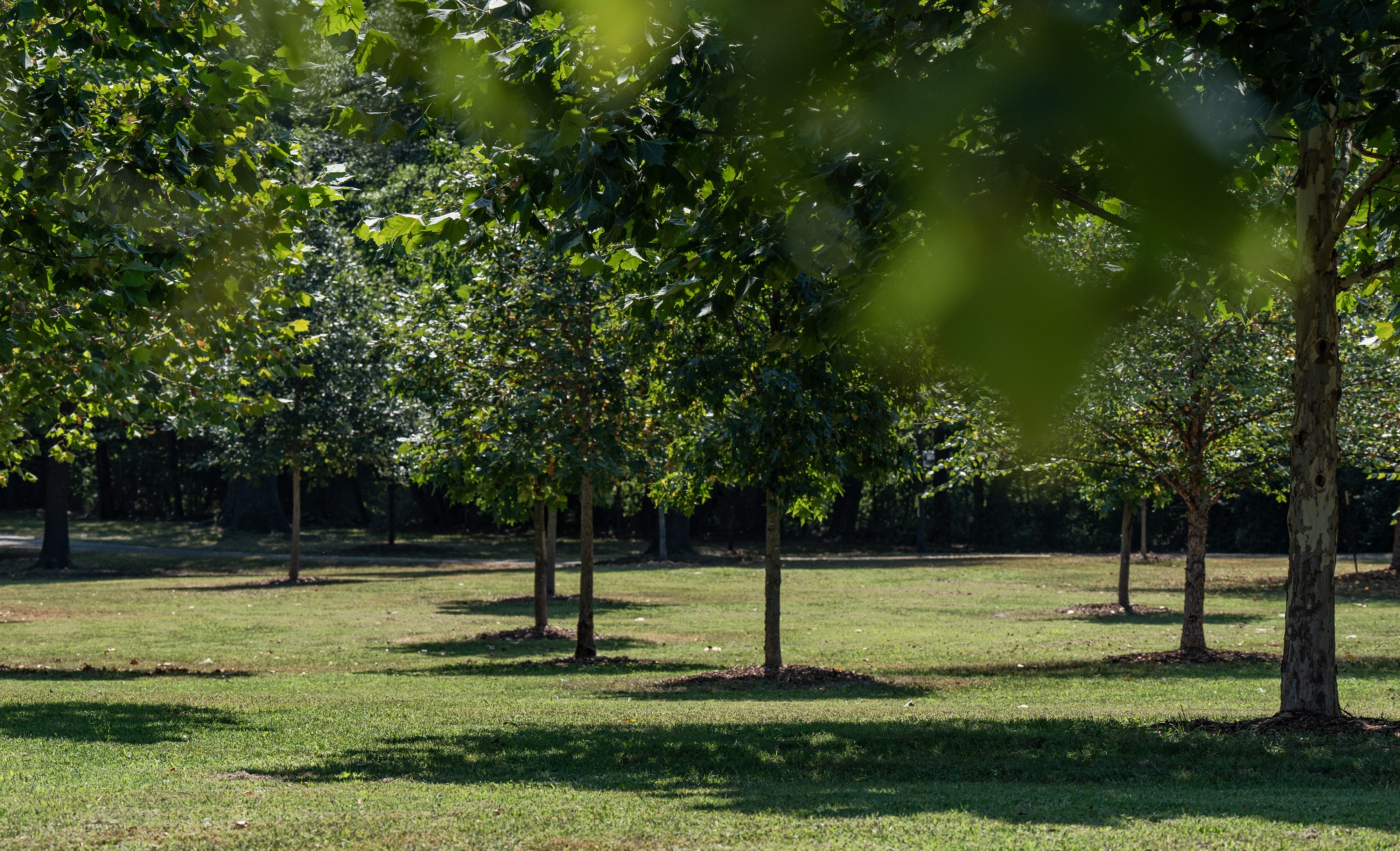 How to properly plant a tree: here are 6 things to know