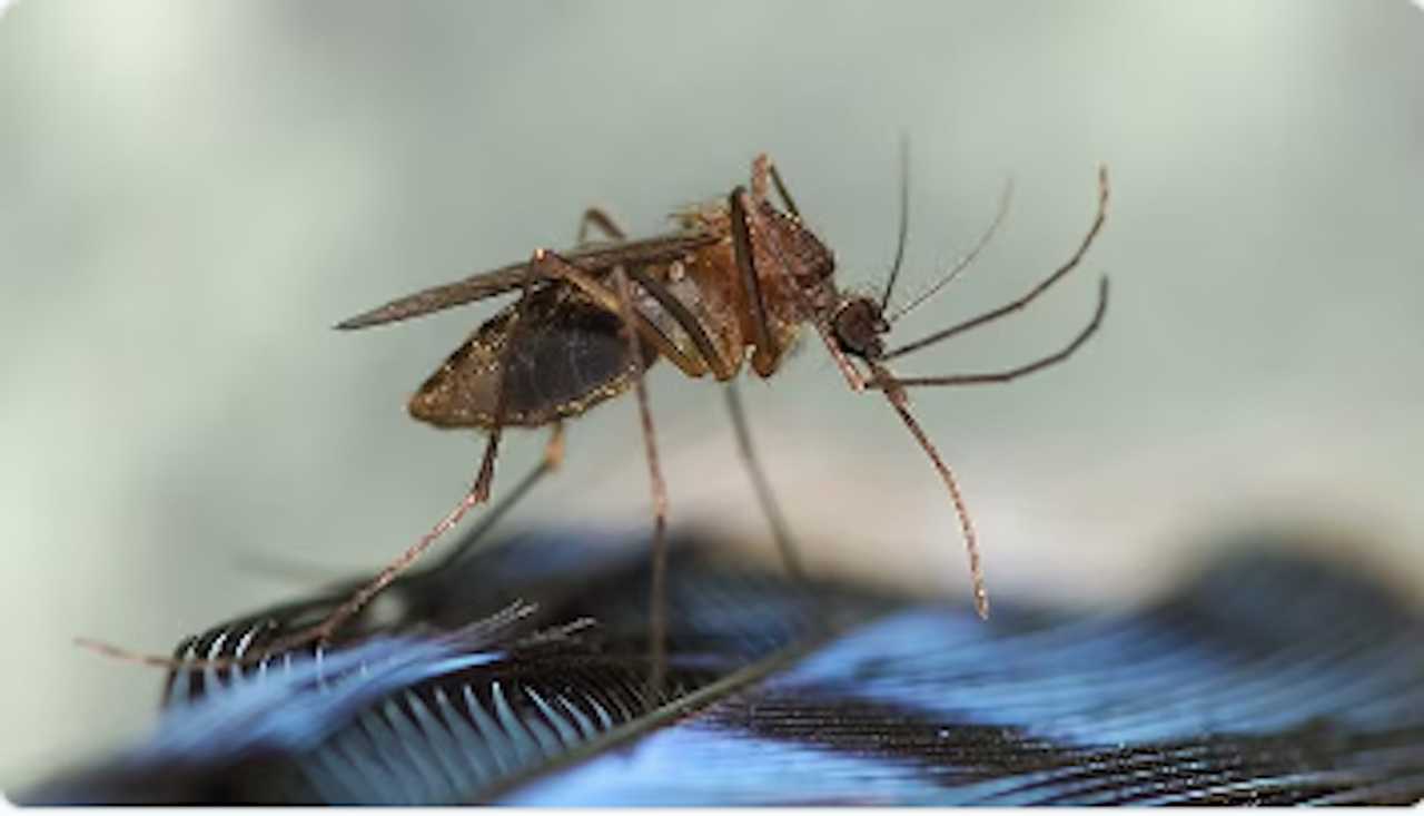 More Mosquitoes Test Positive For West Nile Virus In Orange County ...