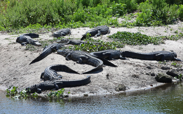 Most alligator-infested rivers in Florida: Top 5 most gator-filled