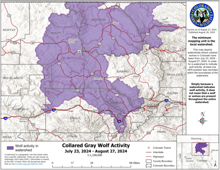 Colorado’s wolves are still moving throughout the state, depredating ...