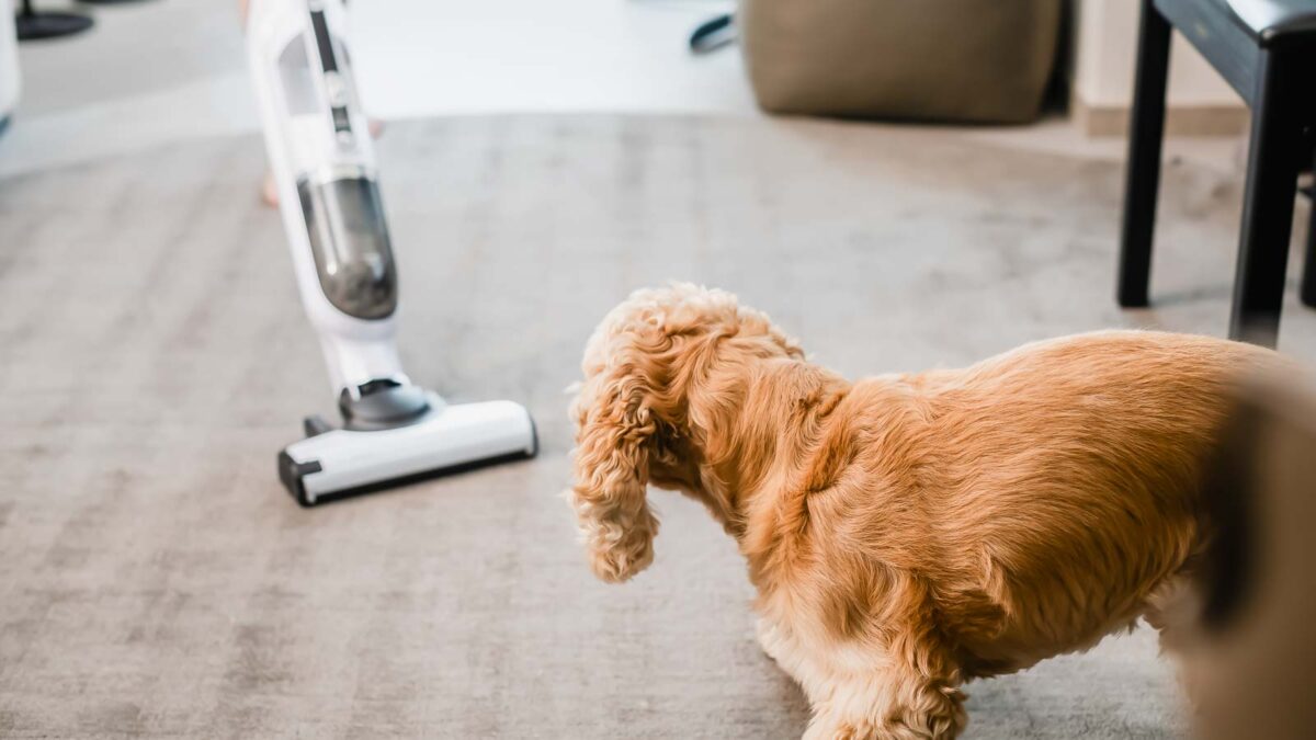 12 Hacks To Keep Your Dog’s Fur From Taking Over Your House