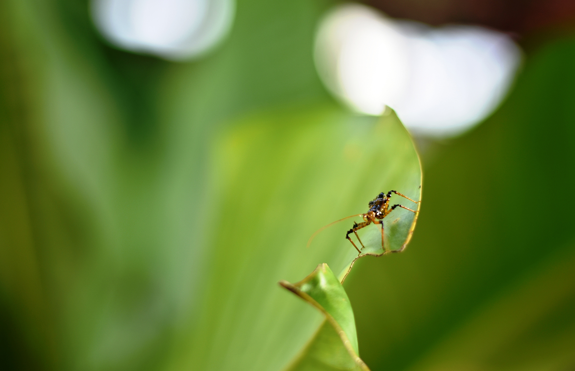Ticks and mosquitoes: Be aware of these diseases