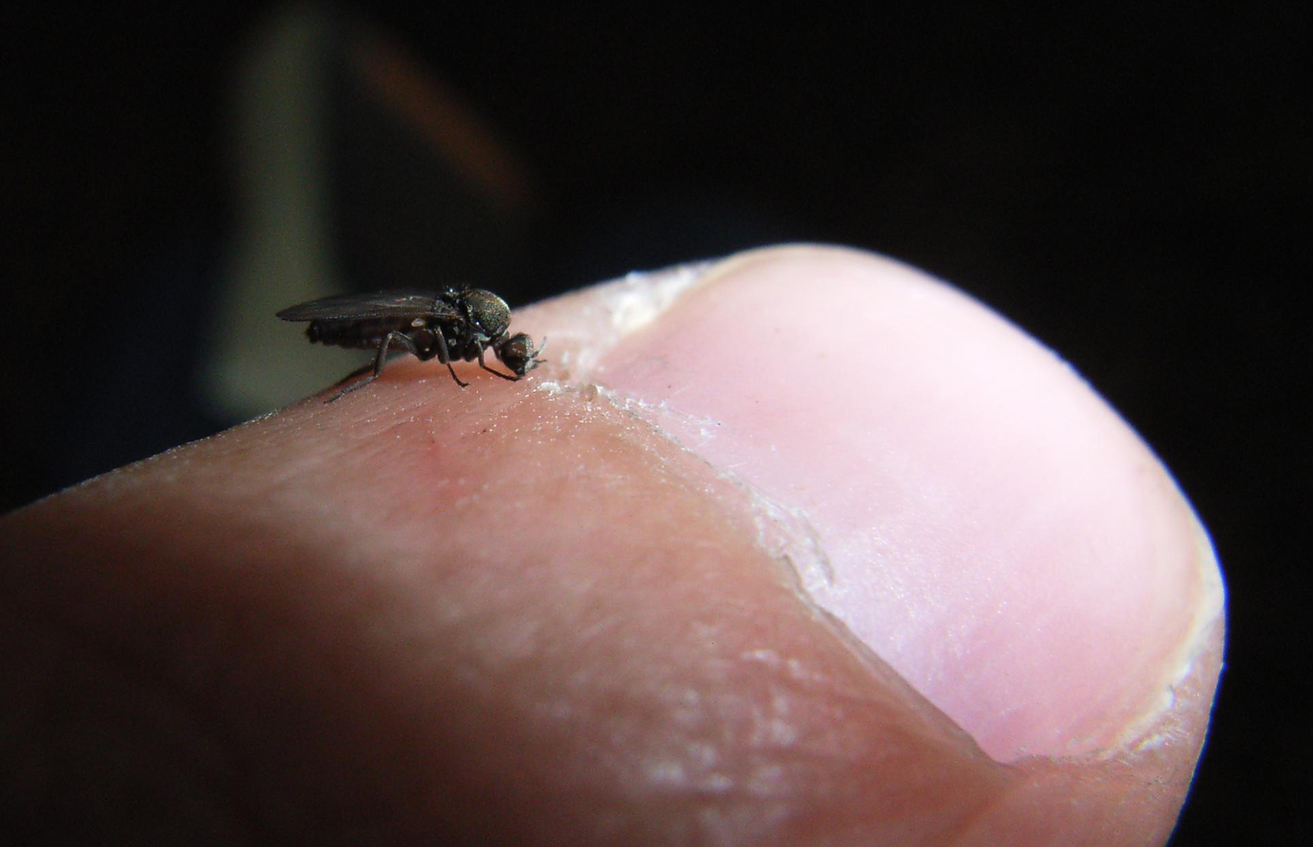 Ticks and mosquitoes: Be aware of these diseases