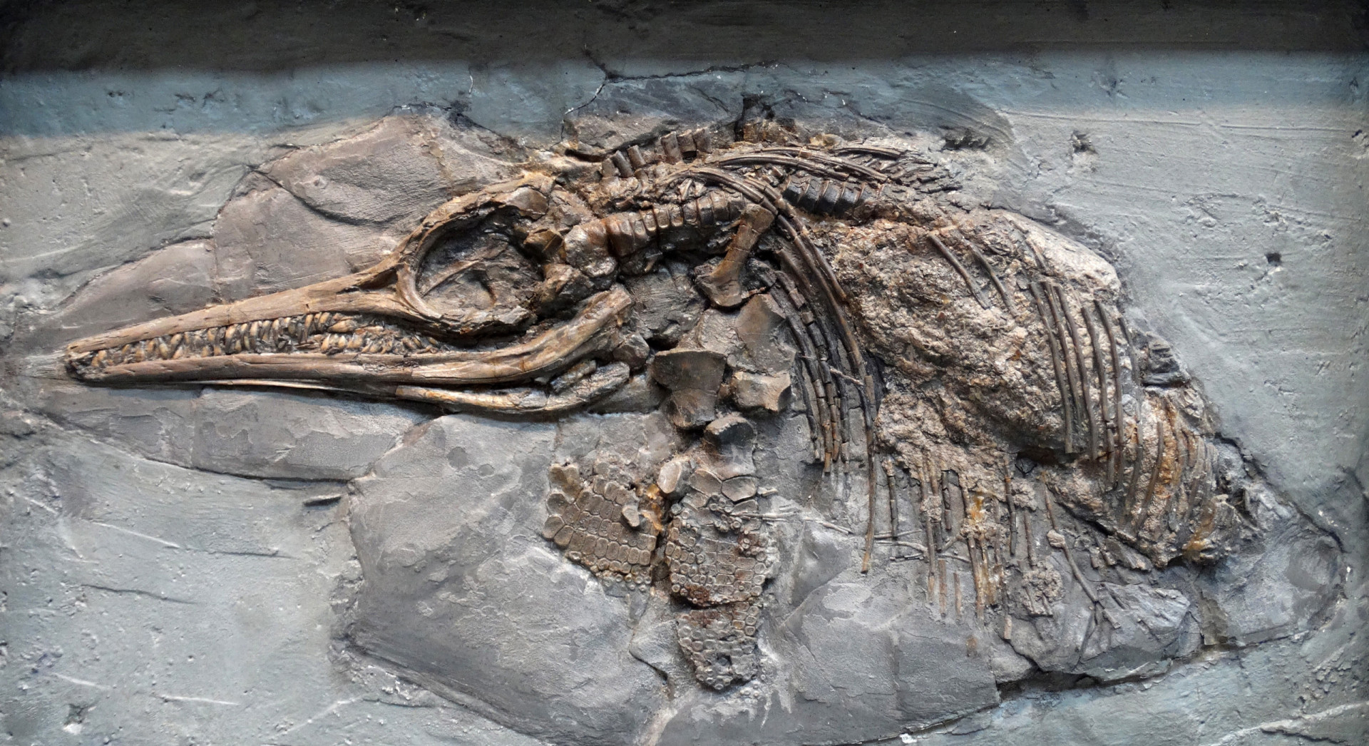 Extinción masiva: ¿es el fin de la biodiversidad tal como la conocemos?