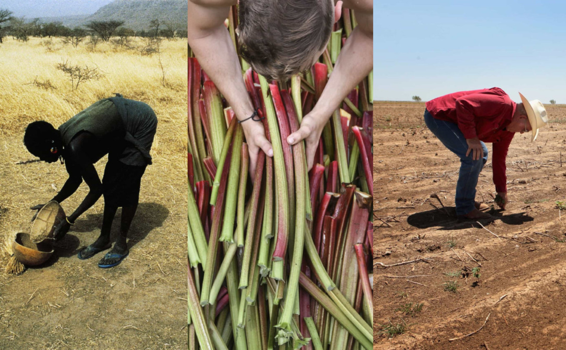 Drought-resistant crops that could save humanity