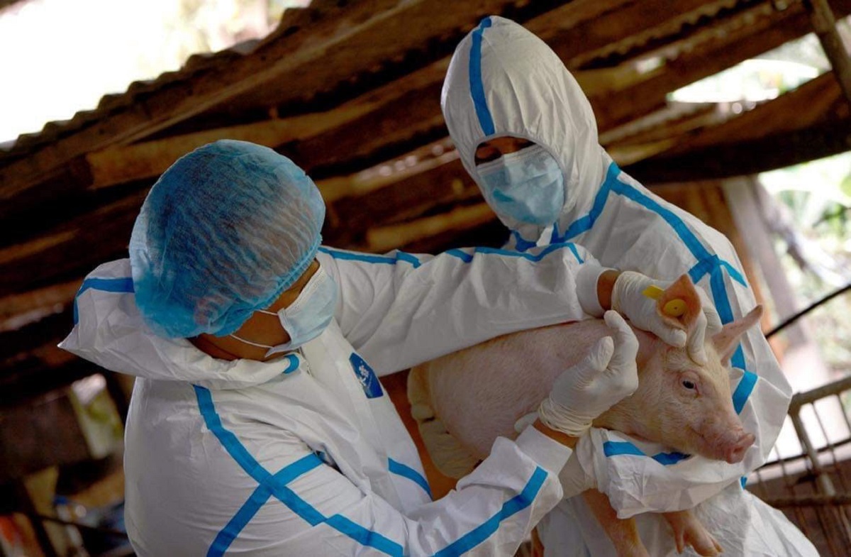 DA revises guidelines on ASF vaccine use