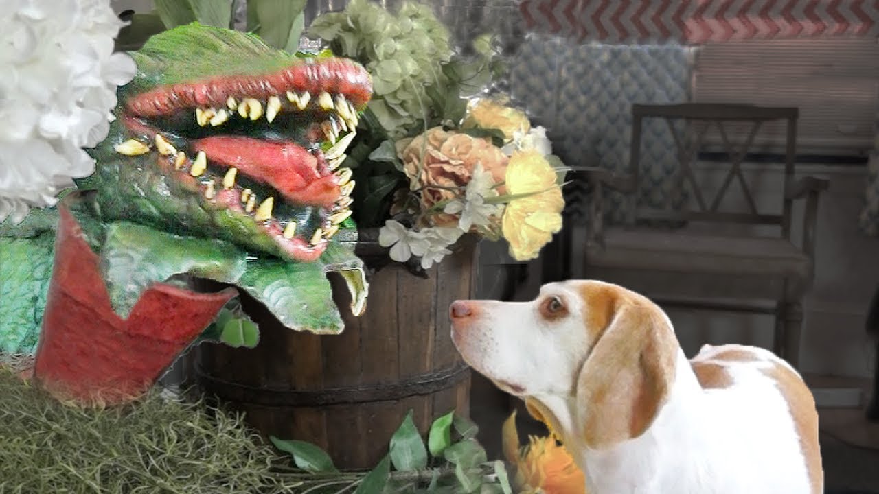 Beagle dog freaks out at scary plant prank hilariously