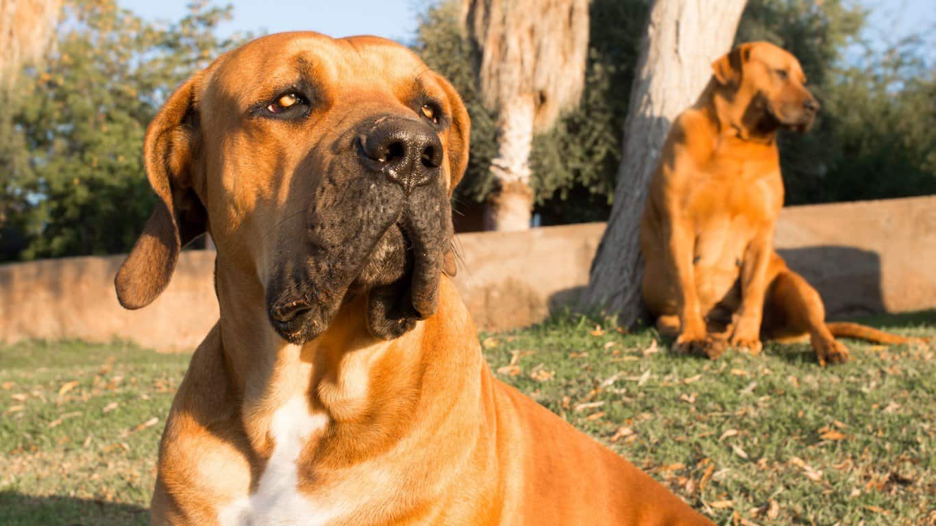 America’s Most Popular Cuddly Big Dog Breeds