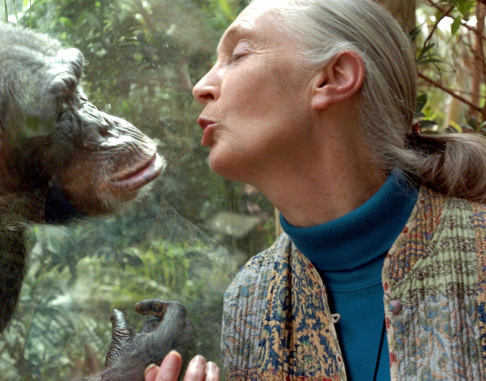 The amazing life of Jane Goodall, the world's most famous primatologist