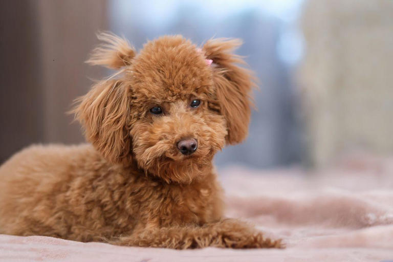 Dog IQs: These are the 10 least and most intelligent breeds of adorable ...