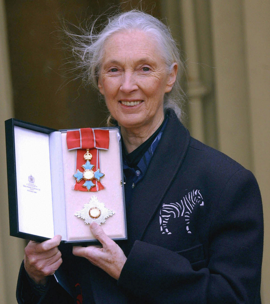 The amazing life of Jane Goodall, the world's most famous primatologist