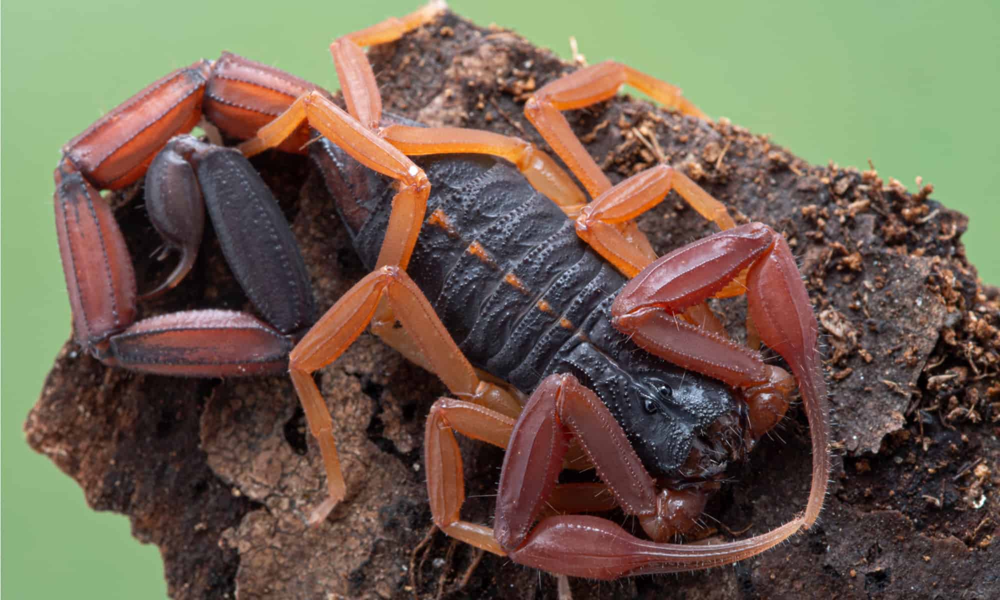 The Massive Scorpions Scuttling Around America