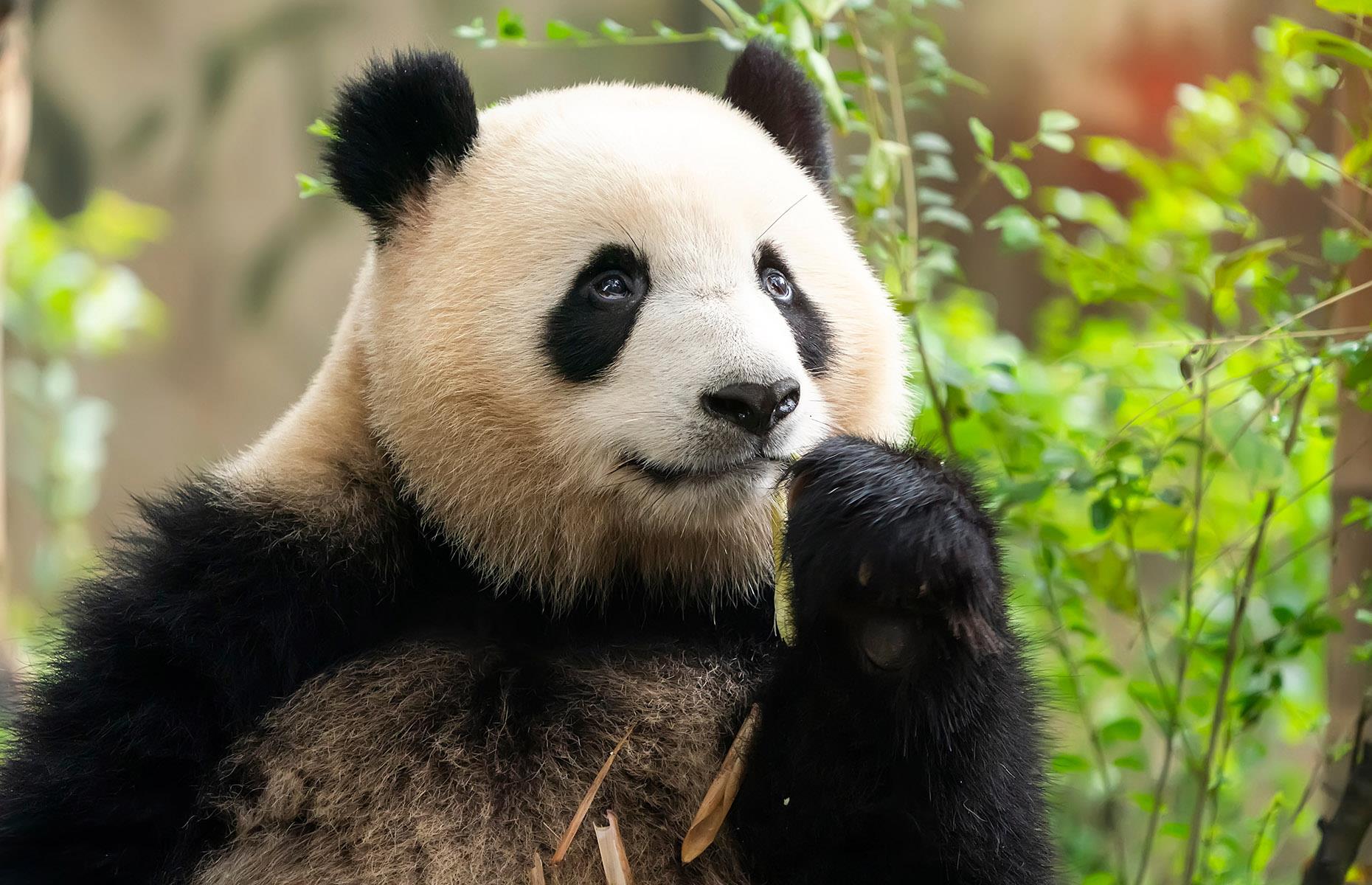 Cute and cuddly animals that are actually very dangerous
